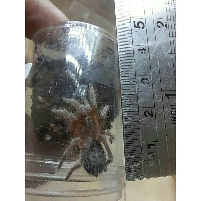 Jual DISPLAY TARANTULA GRAMOSTOLA PULCRIPES BISA BERJALAN | Shopee ...