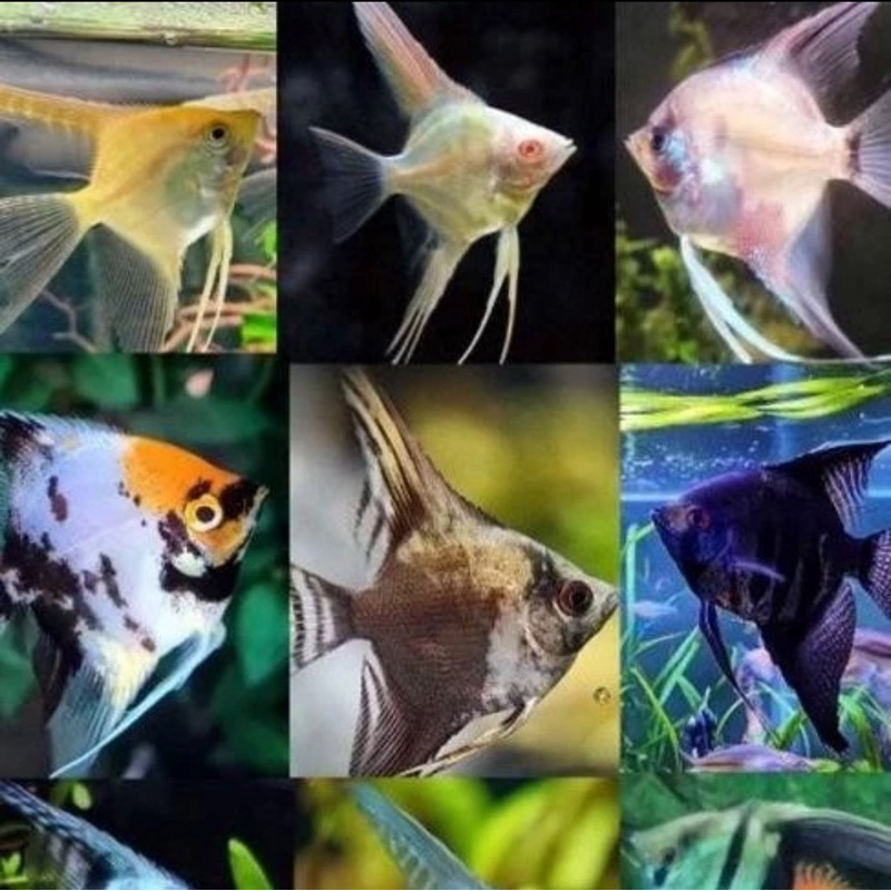 Jual manfish angel fish ikan layangan angelfish ikan hias aquarium ...
