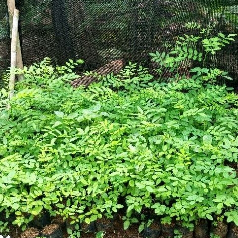 Jual bibit indigofera paka ternak beli 10 gratis 1 Indigofera siap ...