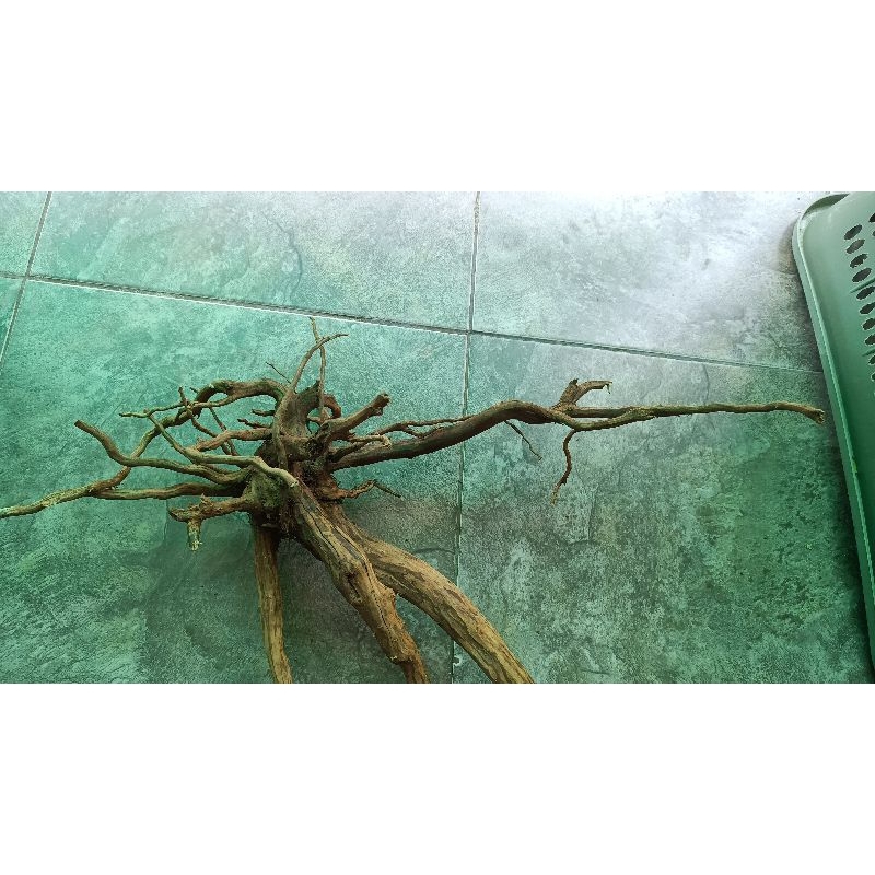 Jual Kayu Akar Rasamala hiasan aquarium Tank 70cm-1meter | Shopee Indonesia