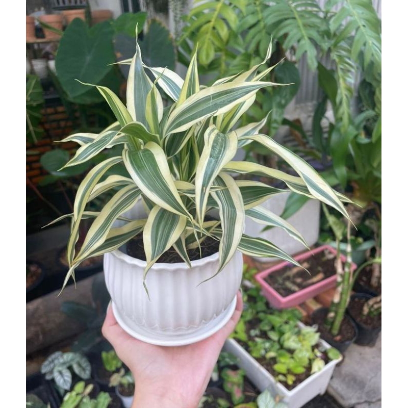 Jual Tanaman yang bisa hidup di air bambu hoki varigata bamboo sri ...