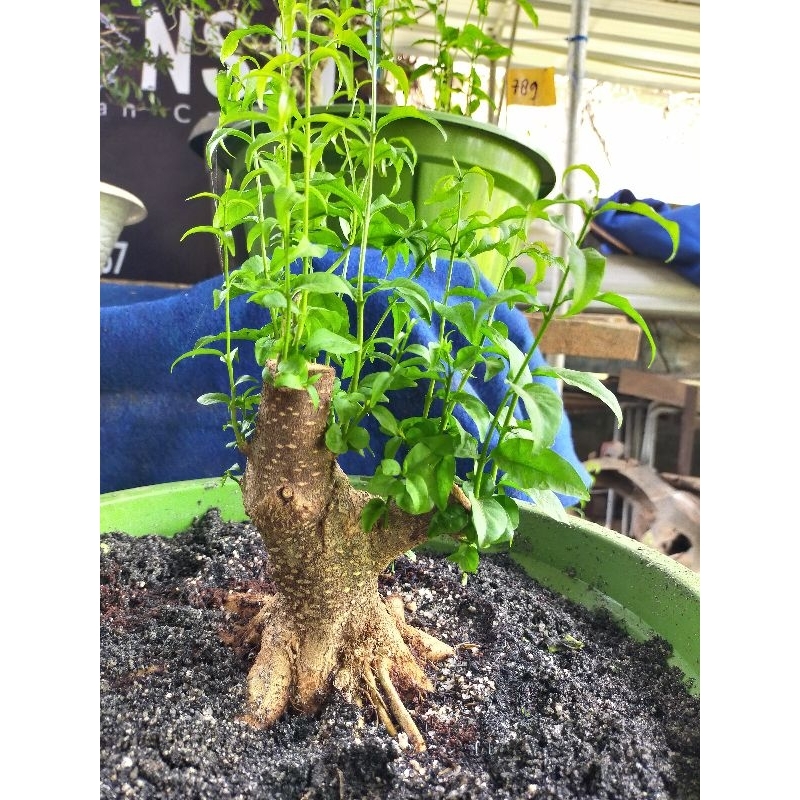 Jual BAHAN BONSAI ANTING PUTRI Lingkar besar | Shopee Indonesia