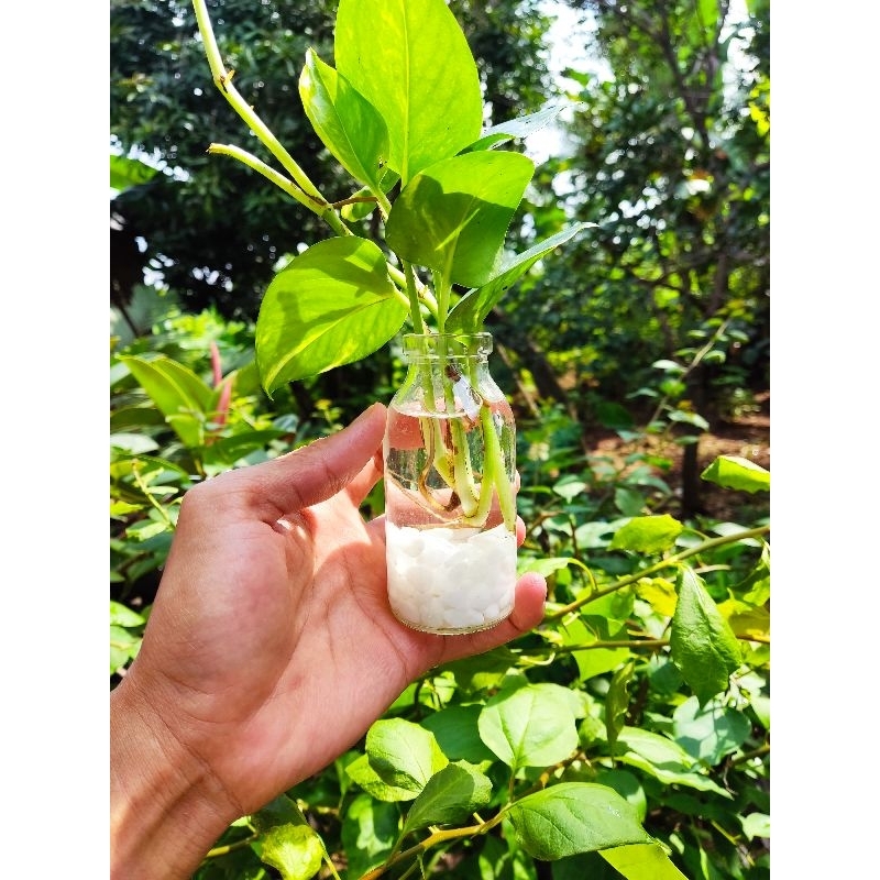 Jual Vas bunga mini (1 set lengkap vas dan batu hias) Tanpa TANAMAN ...