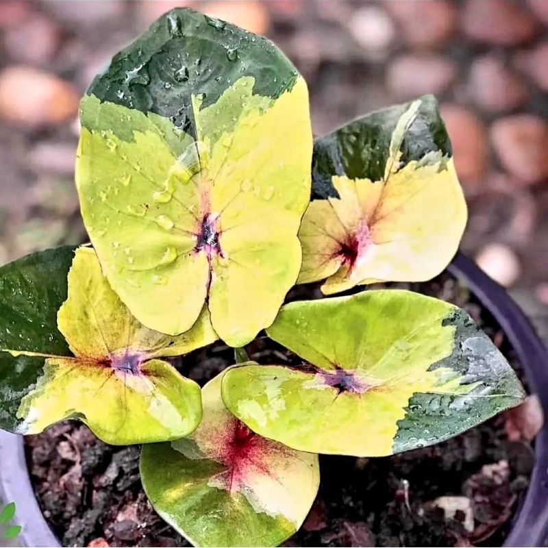 Jual Caladium Roro Kuning 1-3 Daun Tanaman Keladi Hias Murah Impor ...