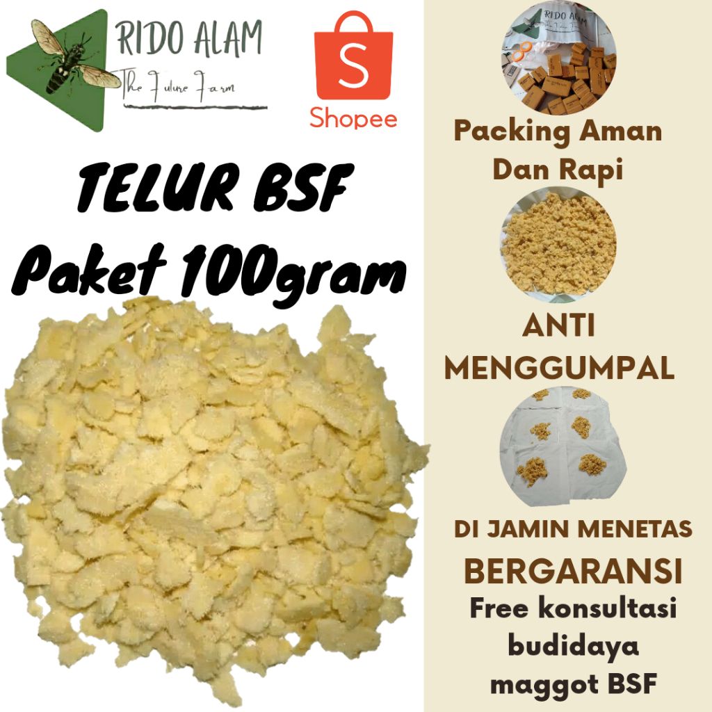 Jual telur bsf fresh 100gram telur lalat bsf super telur maggot ...