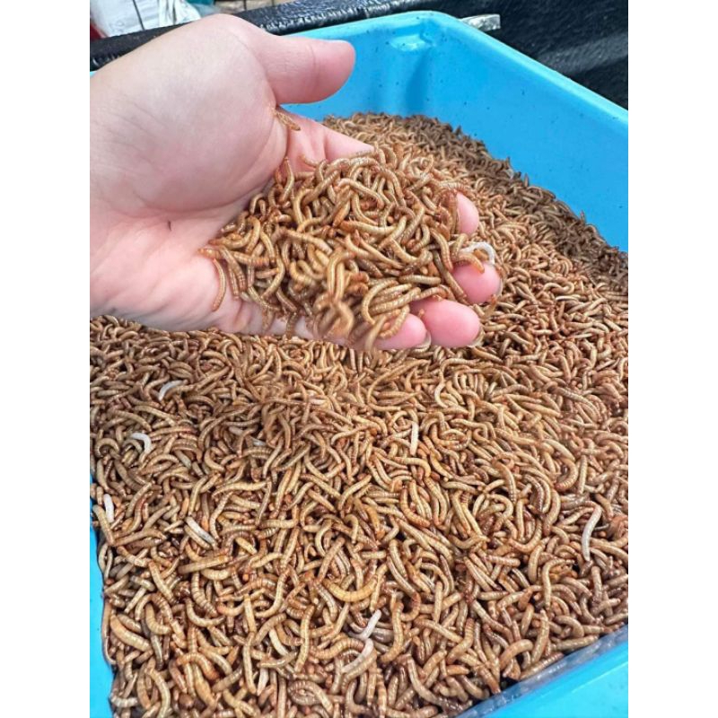 Jual Ulat hongkong /meal worm fresh sampai 1000 gram bersih /bergaransi ...