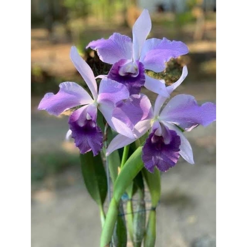 Jual cattleya mishima elf baru | Shopee Indonesia