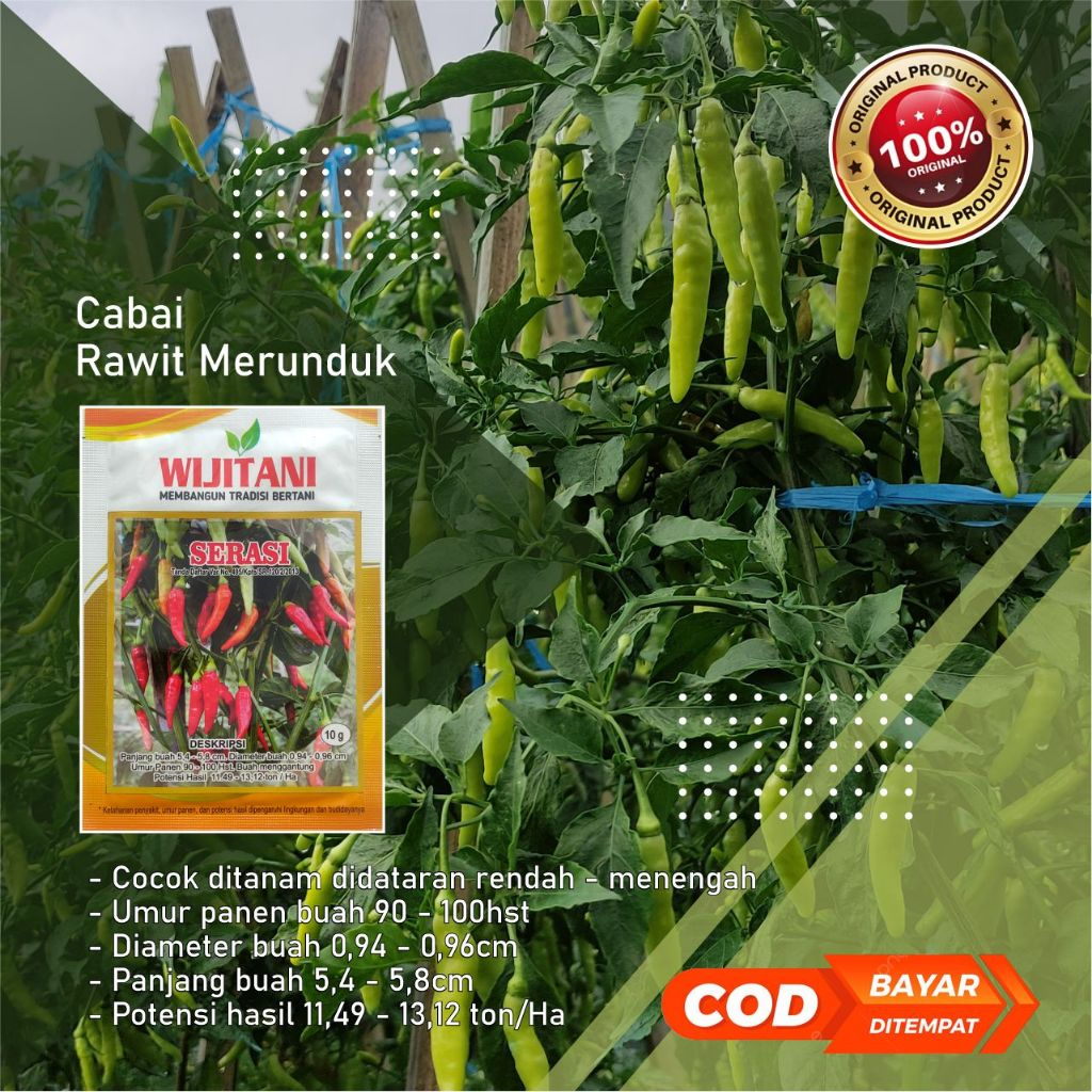 Jual Benih Cabai Serasi Wijitani Seed - Cabai Rawit Merunduk 10gr ...