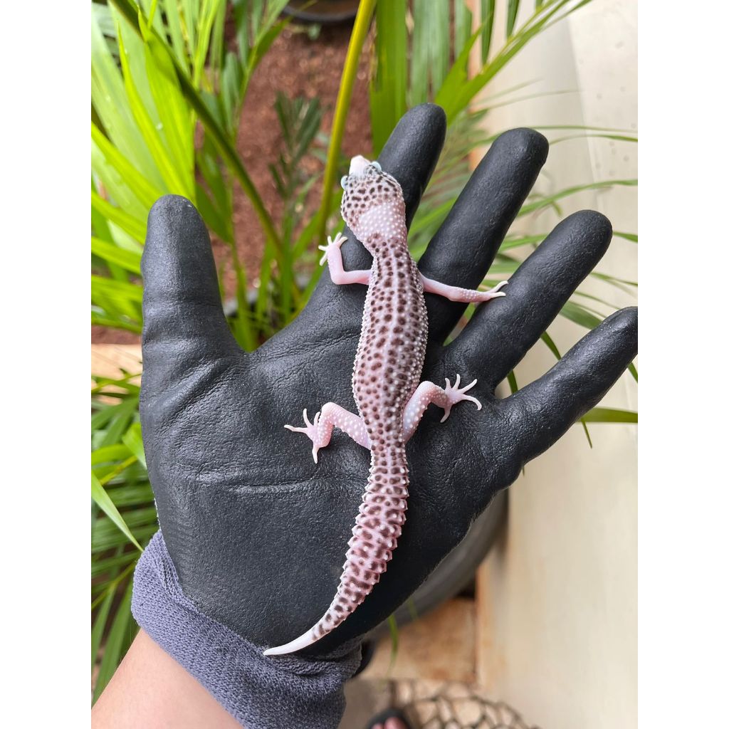 Jual MAINAN - GECKO SUPER SNOW ECLIPSE / PIED JUVE 2-5 BULAN (VIP GECKO ...