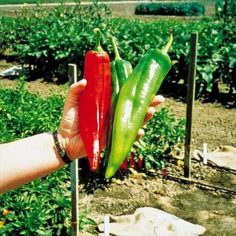 Jual CABE BESAR BIG JIM HOT PAPPER 5 BIJI | Benih Cabai Besar Big Jim ...