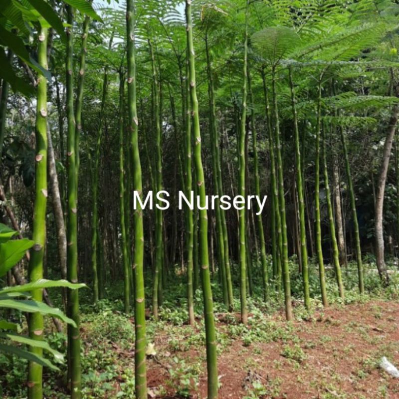 Jual Pohon solobium/pakis brazil tinggi 3 meter | Shopee Indonesia