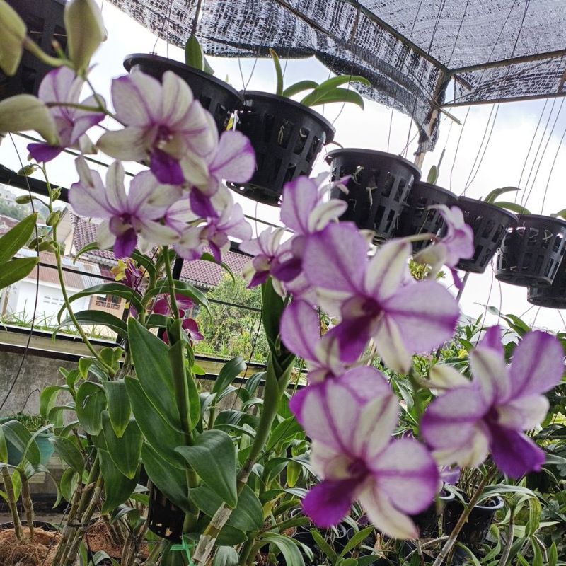 Jual Anggrek dendrobium putih strip ungu wangi | Shopee Indonesia