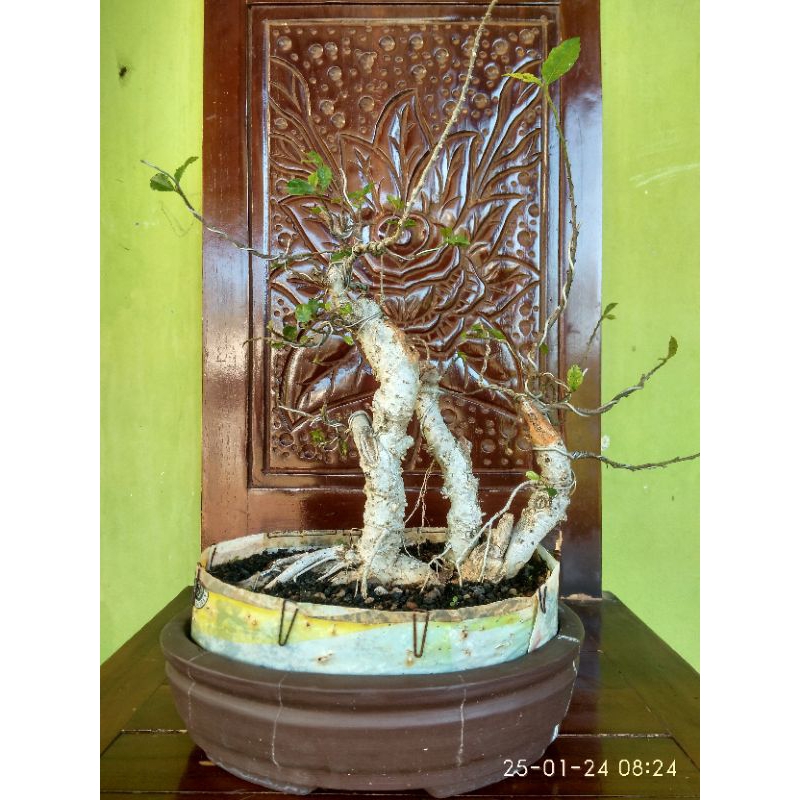 Jual Bonsai Serut Raft | Shopee Indonesia