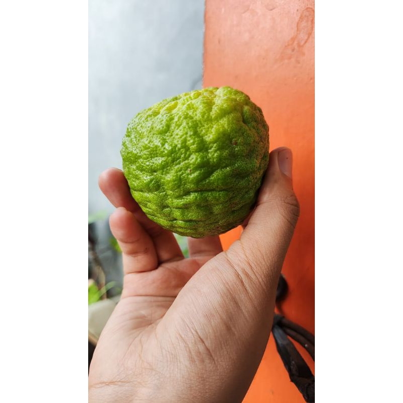 Jual Jeruk Utte Jungga/jeruk asam freshhrg/ satuan | Shopee Indonesia