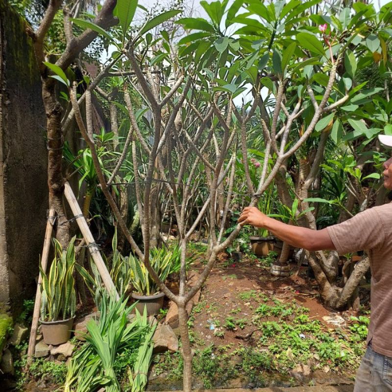 Jual POHON KAMBOJA BALI TINGGI 2 METER BUNGA PINK/KUNING - POHON ...