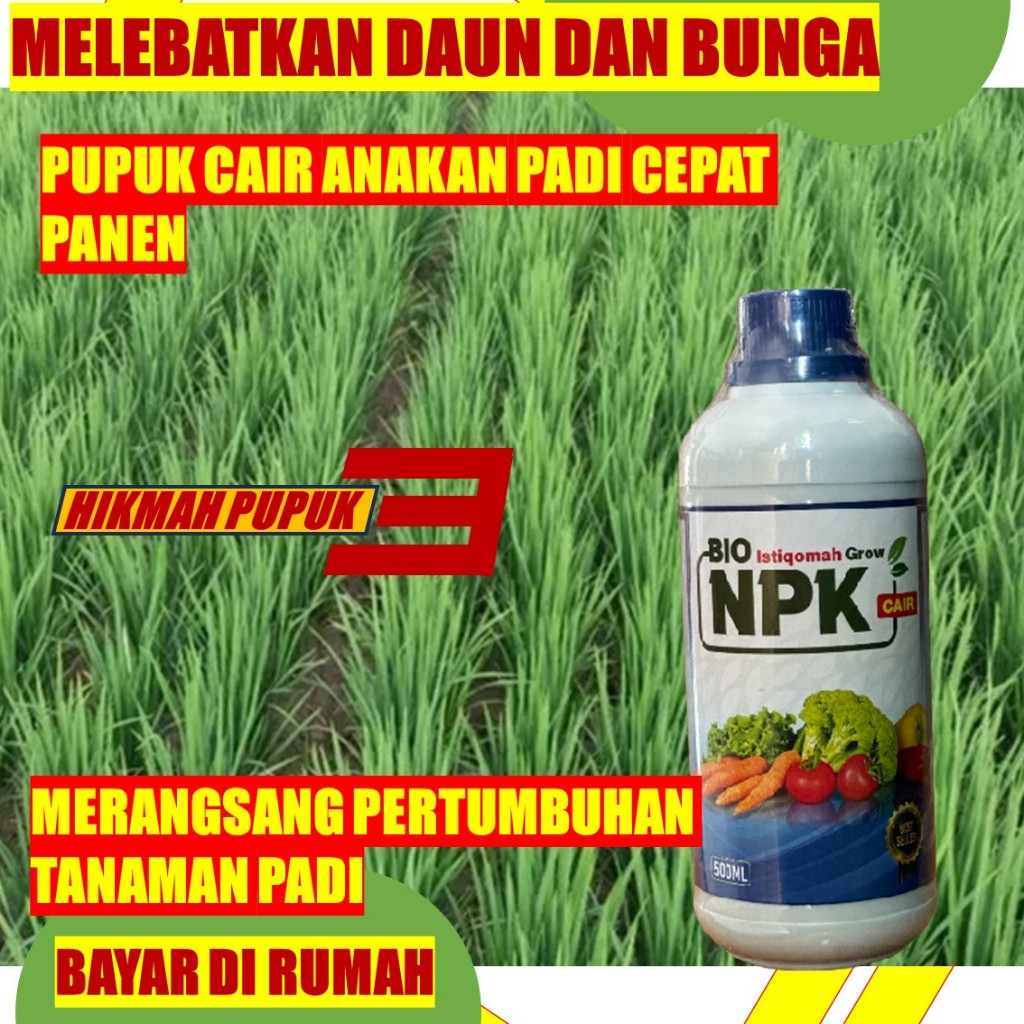 Jual PUPUK NPK BIO ISTIQOMAH PELEBAT ANAKAN PADI ISI 500 ML PANEN MELIMPAH DAN HASIL BUAH BANYAK ...