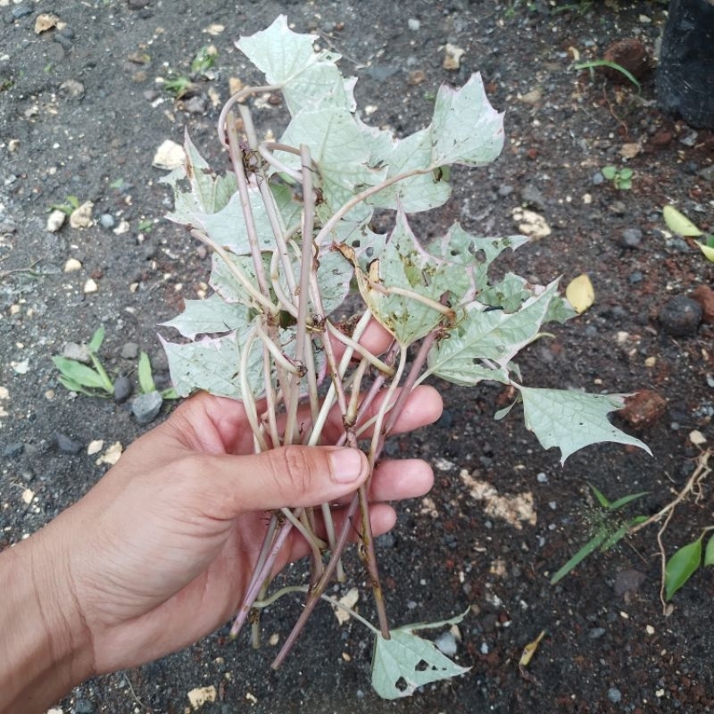 Jual Bibit stek ubi jalar varigata fresh cutting | Shopee Indonesia