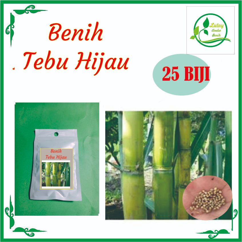 Jual BENIH TEBU HIJAU ISI 25 BIJI | Shopee Indonesia