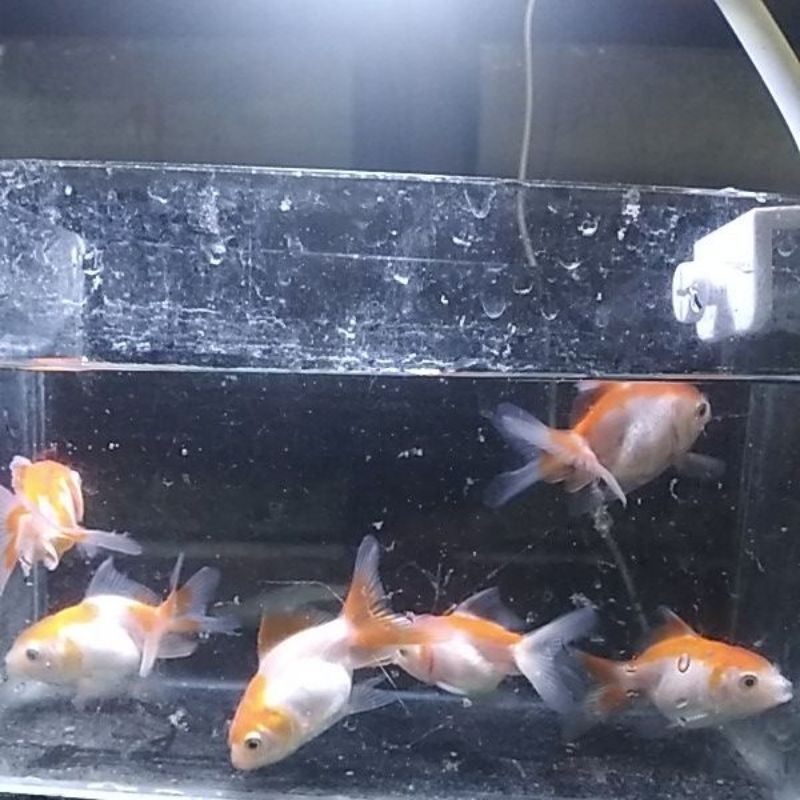 Jual Ikan Maskoki Oranda RW (Red White) | Shopee Indonesia