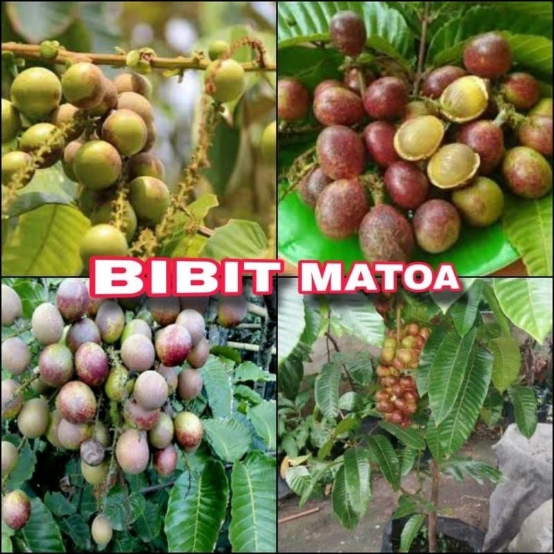 Jual Bibit Matoa Jumbo Super unggul cepat berbuah | Shopee Indonesia