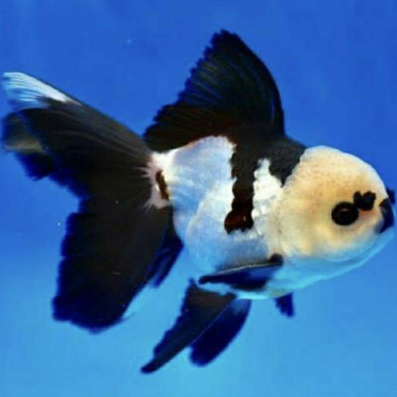 Jual ikan mas koki panda goldfish / ikan mas koky panda fish ori panda ...