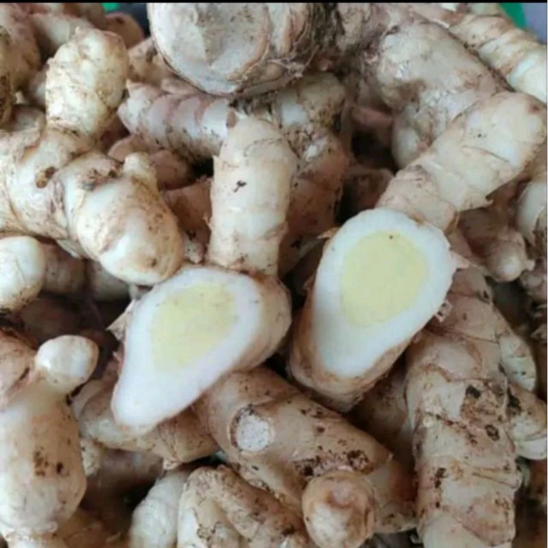 Jual BSM | TERMURAH Temu Putih Segar 500gr - 1kg / Temu Putih / Rempah ...