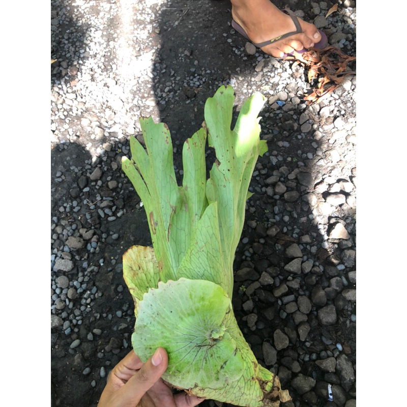 Jual PLATYCERIUM WANDAE CABUTAN | SIMBAR PAPUA | EKONOMIS | TANAMAN ...