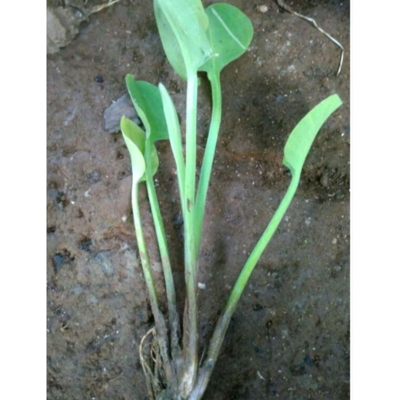Jual bibit tanaman gendot atau genjer sayuran enak beli 20 gratis 2 ...