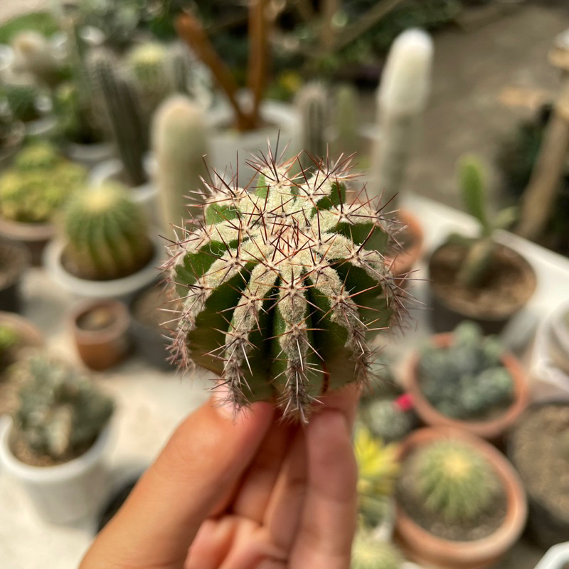 Jual Kaktus Hakujo / Hazuko hajuko | Shopee Indonesia