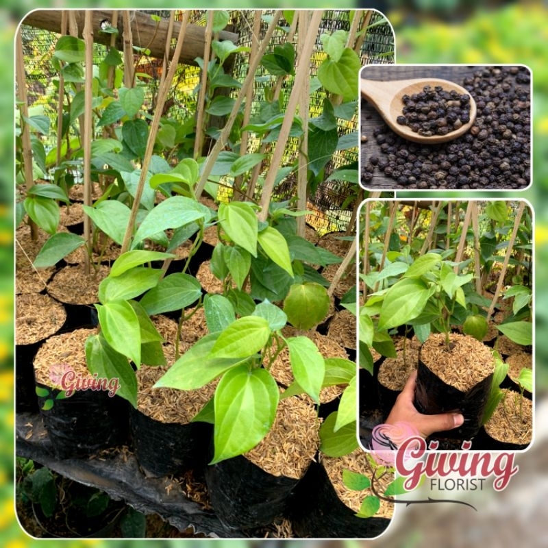 Jual Bibit Tanaman Lada Hitam / Tanaman Rempah Merica | Shopee Indonesia