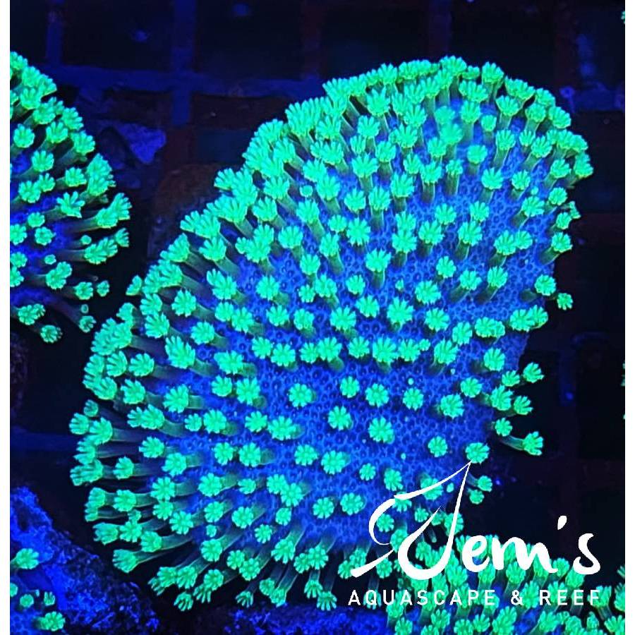 Jual Coral Frag Payungan Fiji (Fiji Toadstool Leather Coral) | Shopee ...