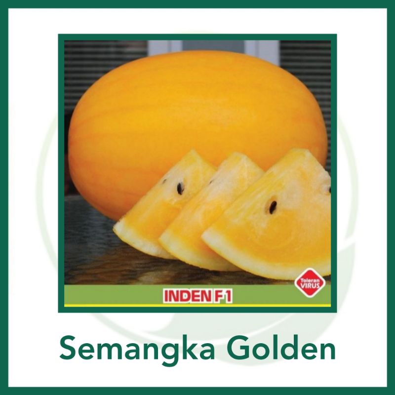 Jual 3 Biji - Benih Semangka Golden Kuning Hibrida Inden F1 - Bibit ...