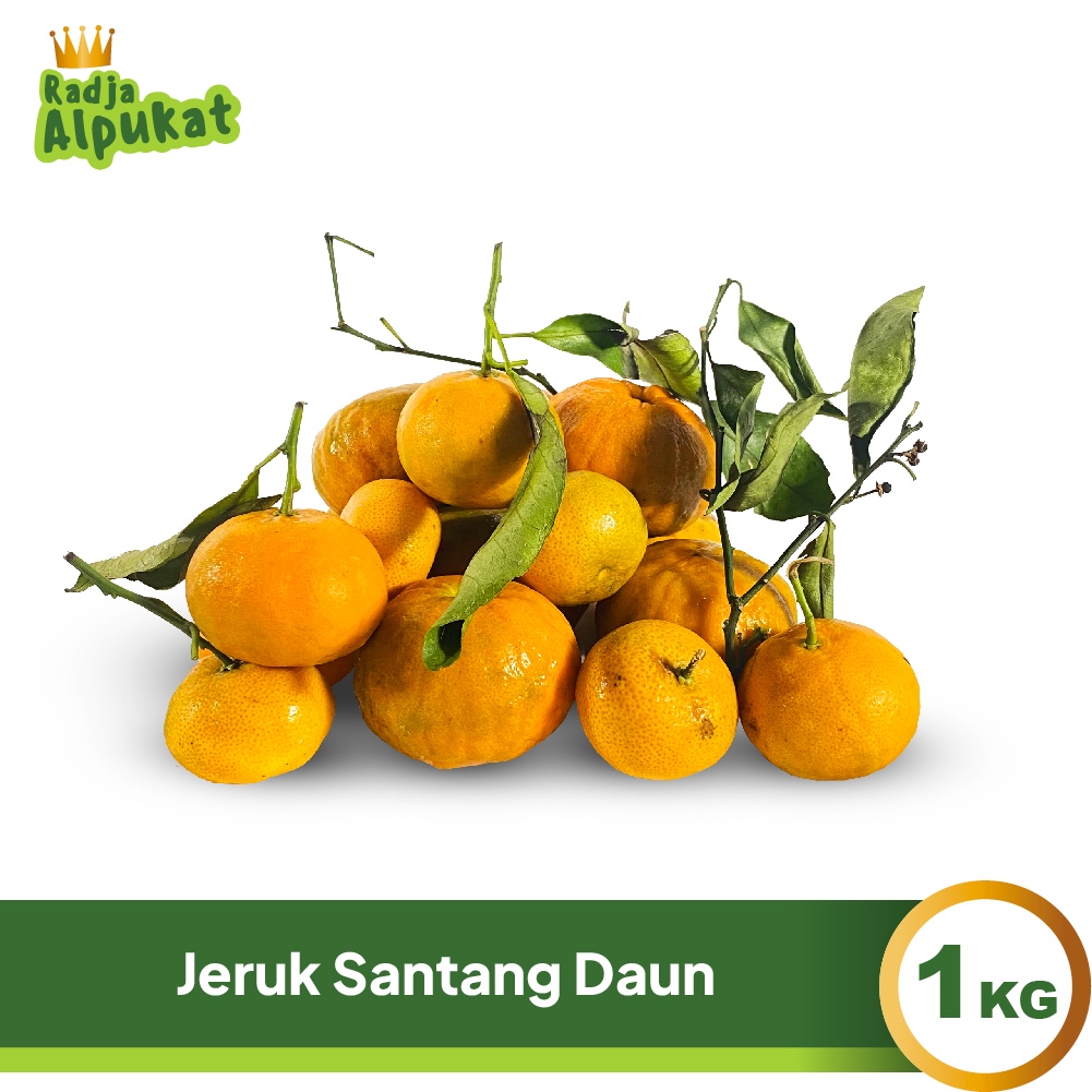 Jual Jeruk Santang Daun - 1 KG | Shopee Indonesia