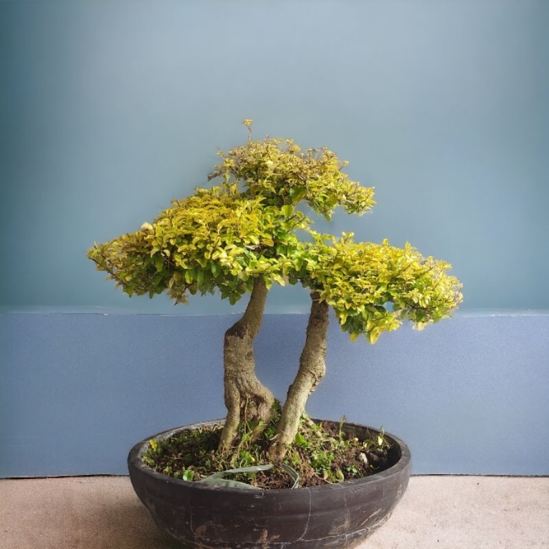 Jual bonsai legistrum golden siap pajang | Shopee Indonesia