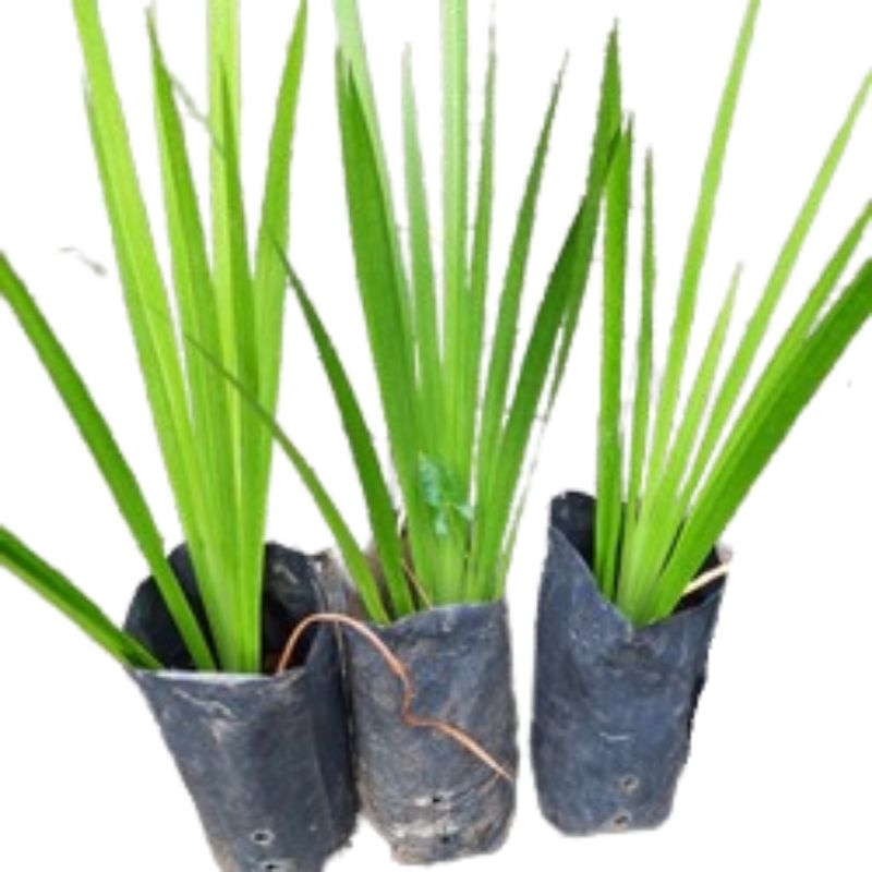 Jual Tanaman dlingau / jeringau / jaringao / dlingo ( Tanaman Bebas ...