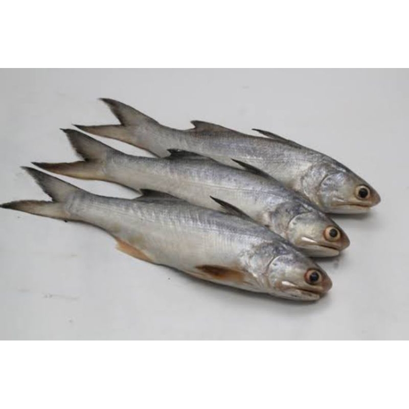 Jual Ikan Senangin 500 gr (Ikan Segar) | Shopee Indonesia