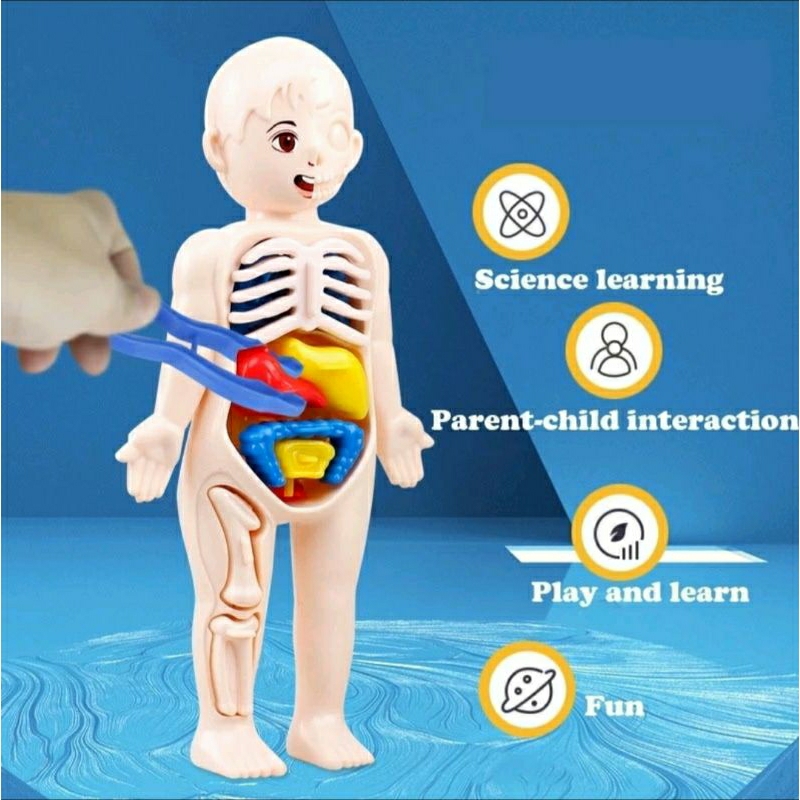 Jual Mainan edukasi anak anatomi organ tubuh manusia human body 3d sains alat peraga miniatur ...