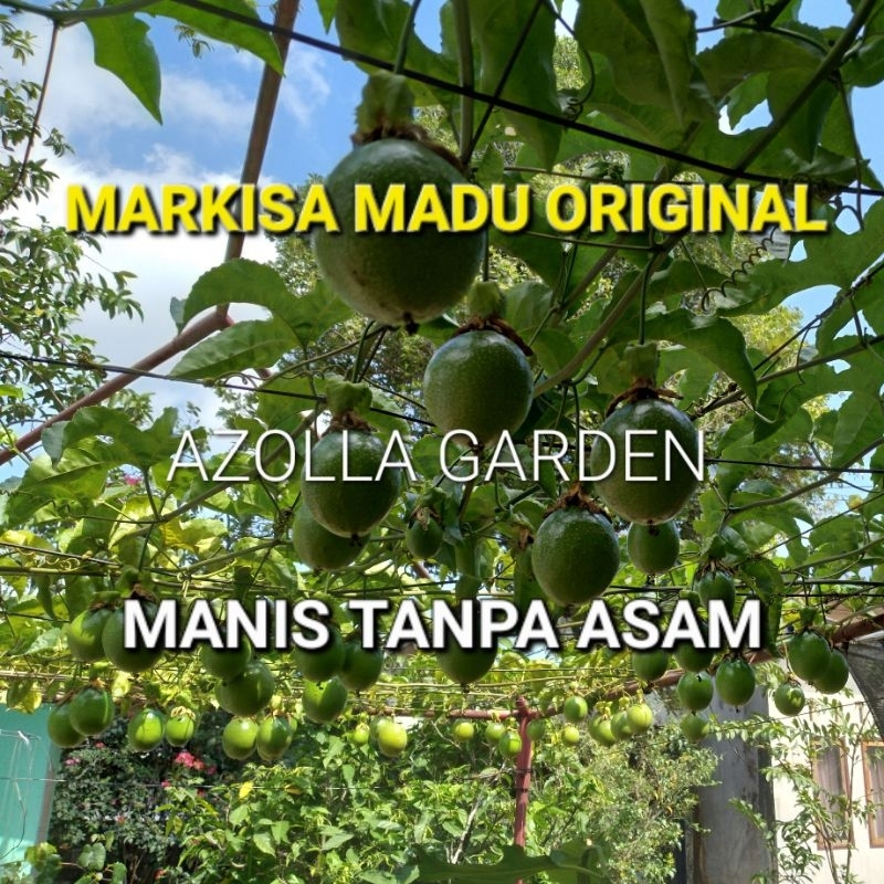 Jual bibit markisa madu original manis sekali tanpa kecut | Shopee ...