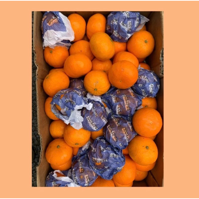 Jual Jeruk murcot australia/ Buah jeruk honey murcot | Shopee Indonesia