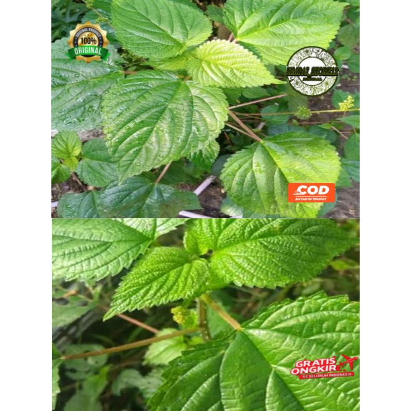 Jual Daun Jelatang Segar 300Gram Atau Daun Gatal Segar | Shopee Indonesia