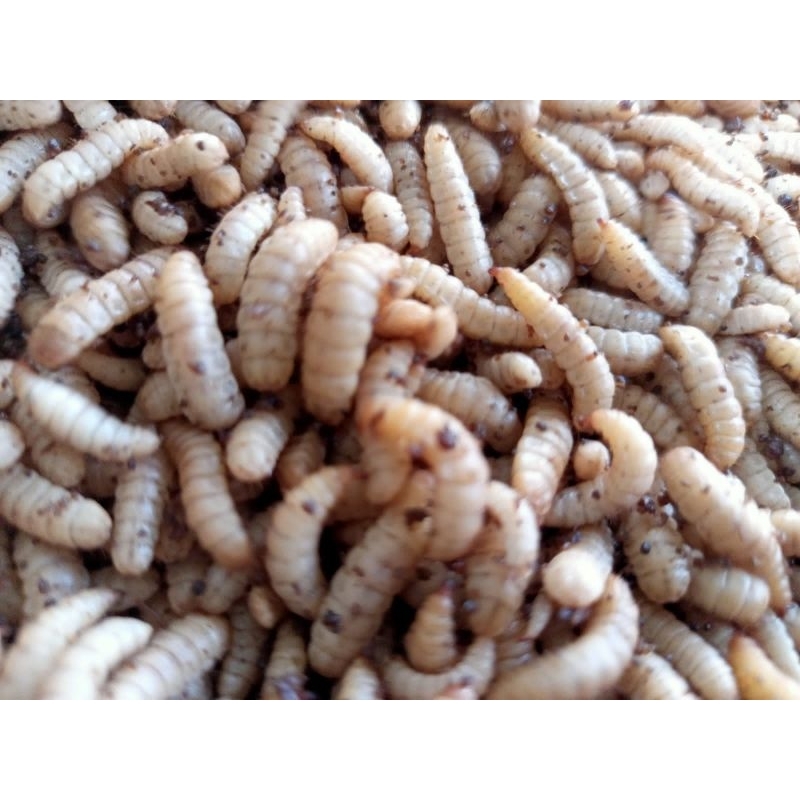 Jual Maggot fresh hidup (200 Gram bonus 50 Gram) | Shopee Indonesia