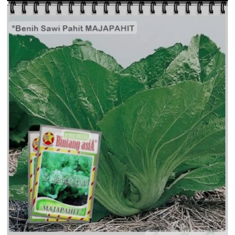 Jual 100 biji Benih Sawi Pahit MAJAPAHIT | Shopee Indonesia