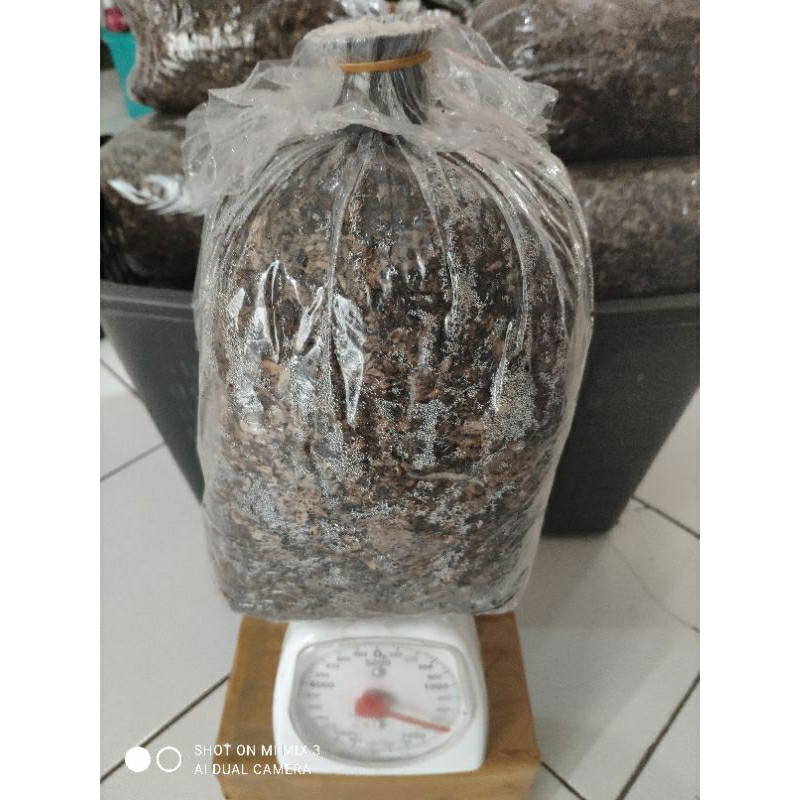 Jual Bibit jamur merang unggul (JUMBO) varietas putih dan semi hitam ...