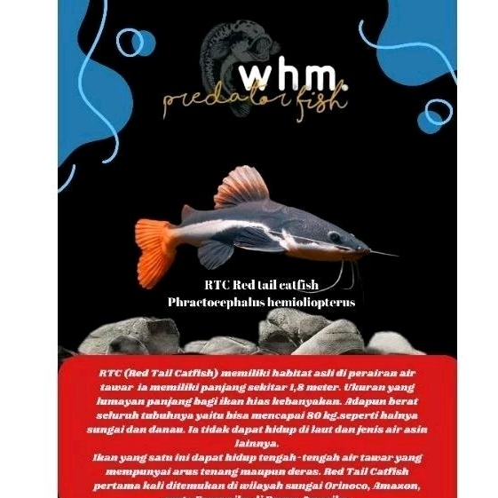 Jual RTC Red tail catfish 18-19 cm(Mainan Ikan) | Shopee Indonesia
