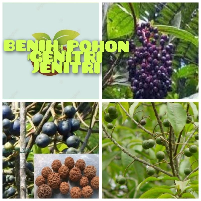 Jual 30 butir biji benih pohon JENITRI/GENITRI | Shopee Indonesia