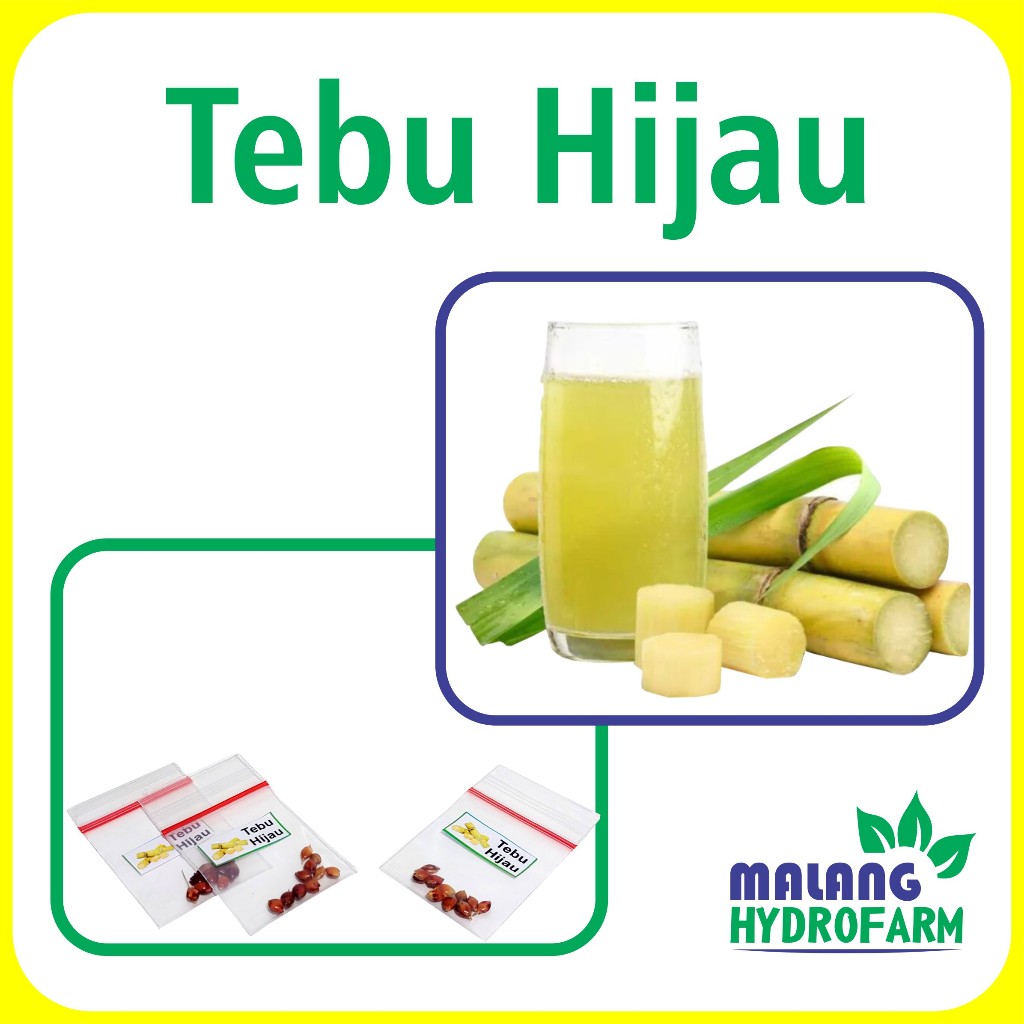 Jual Benih Tebu Hijau Unggulan Berkualitas bibit biji repack Utara ...