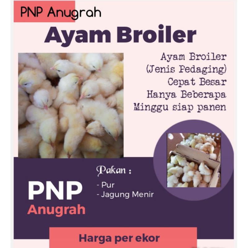 Jual Bibit ayam broiler - ayam broiler - ayam pedaging ( GARANSI ...