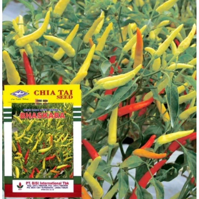 Jual 100 Biji Cabe Rawit Bhaskara | Cabe Cakra Putih | Benih Cabai ...