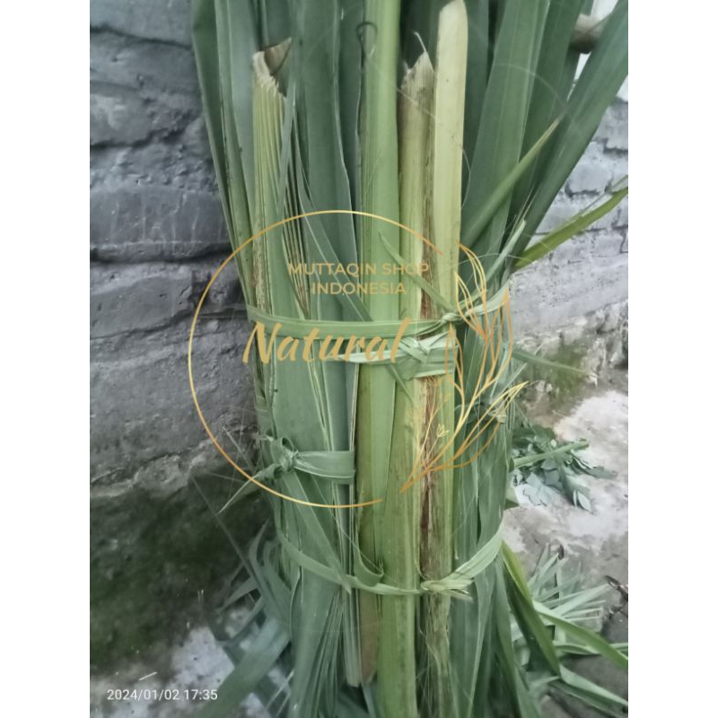 Jual Daun Siwalan Lontar (Type Sedang) FRESH BASAH | Shopee Indonesia