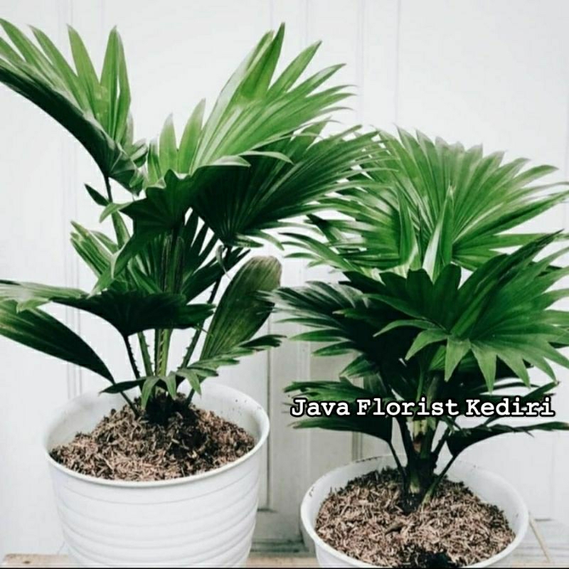 Jual (new) Tanaman Hias Palem Kipas daun Rimbun | Shopee Indonesia